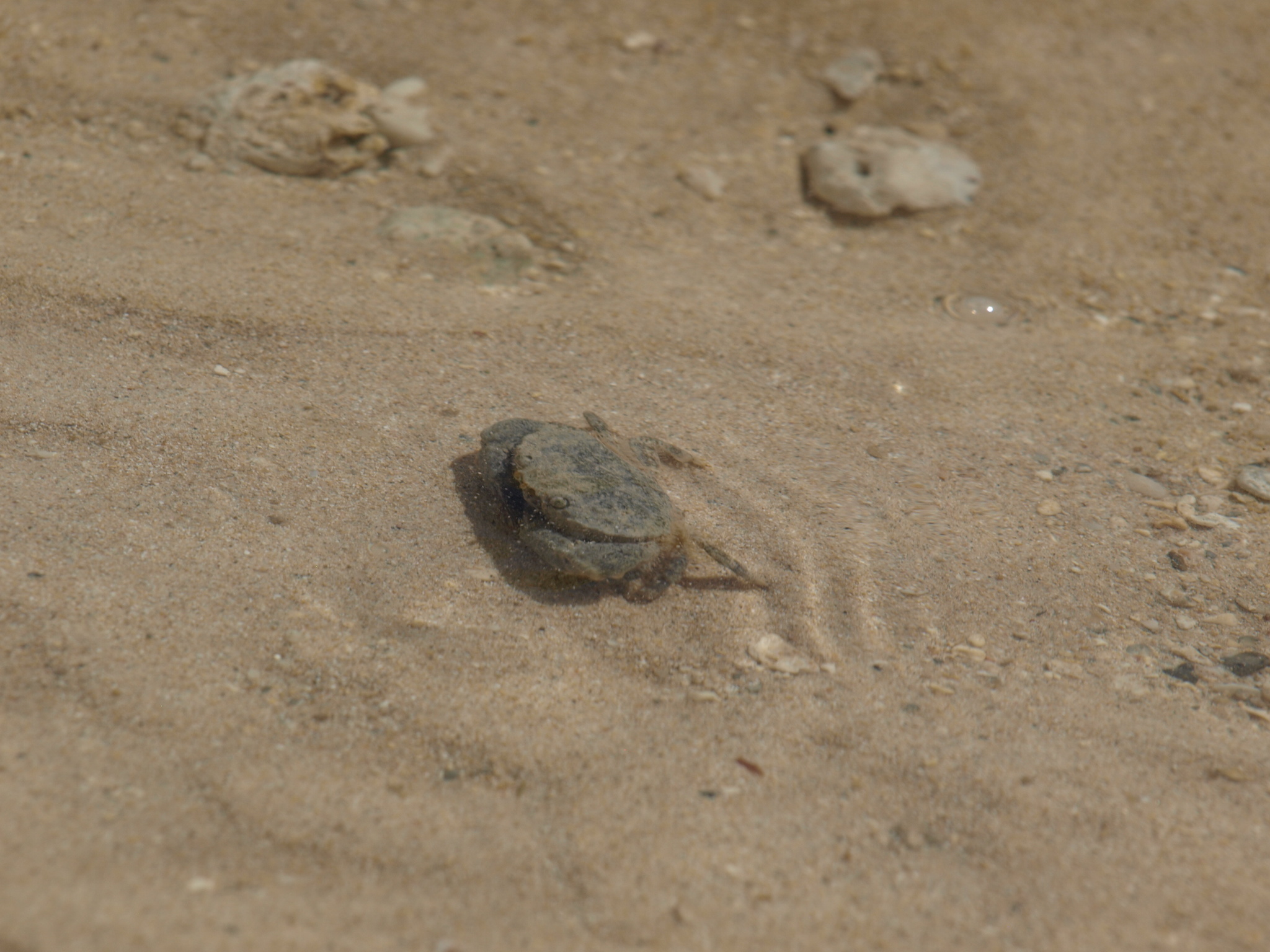 Leptodius sanguineus (H.Milne Edwards, 1834)