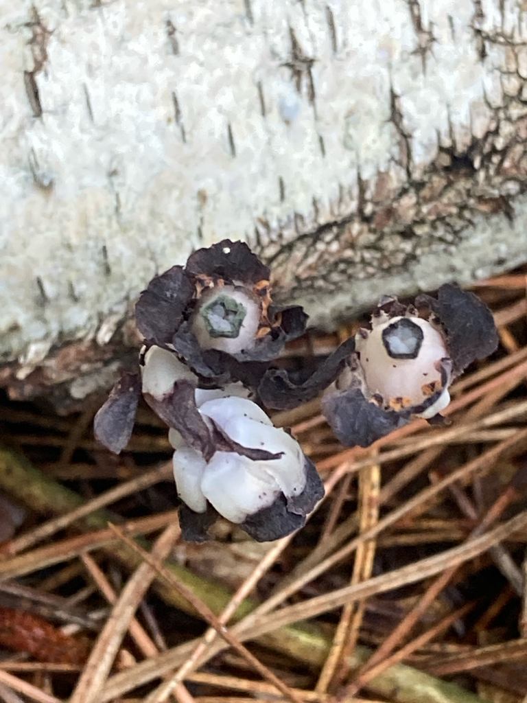 Ghost Pipe from Monroeton, PA, US on July 28, 2025 at 09:42 AM by Adam ...