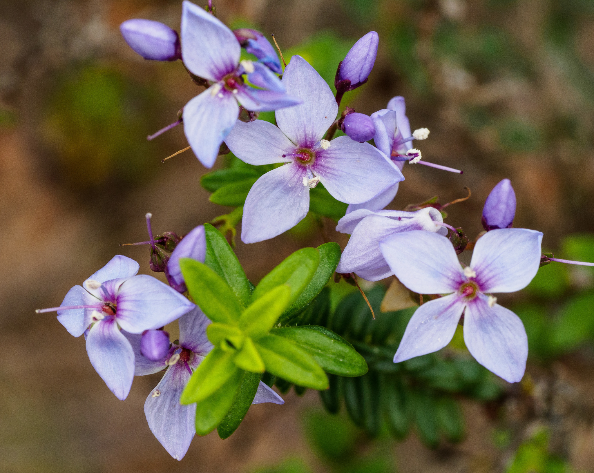 Veronica formosa R.Br.