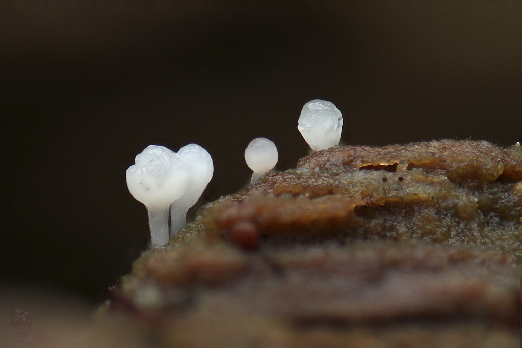 true slime molds in July 2025 by Matthew Lindsey · iNaturalist