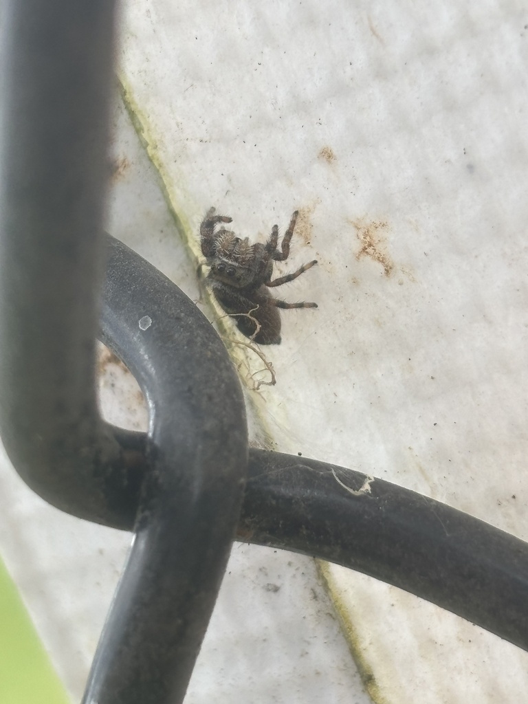 Bold Jumping Spider from Cardinal Run Park South, Lexington, KY, US on ...