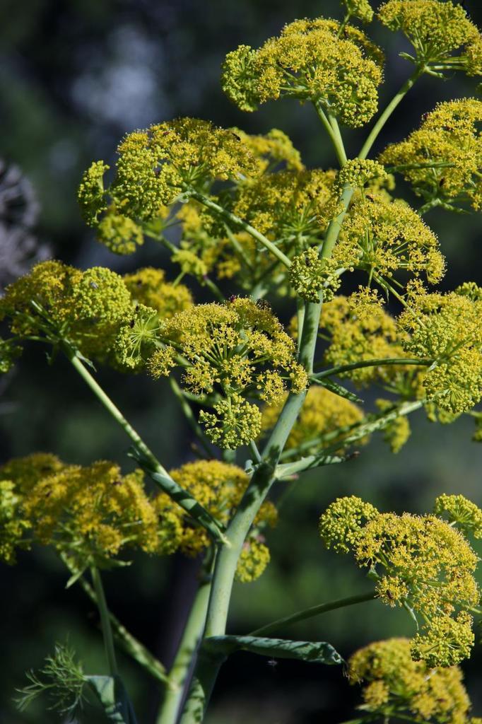 Giant Fennel (Ferula communis) - Botanical Realm