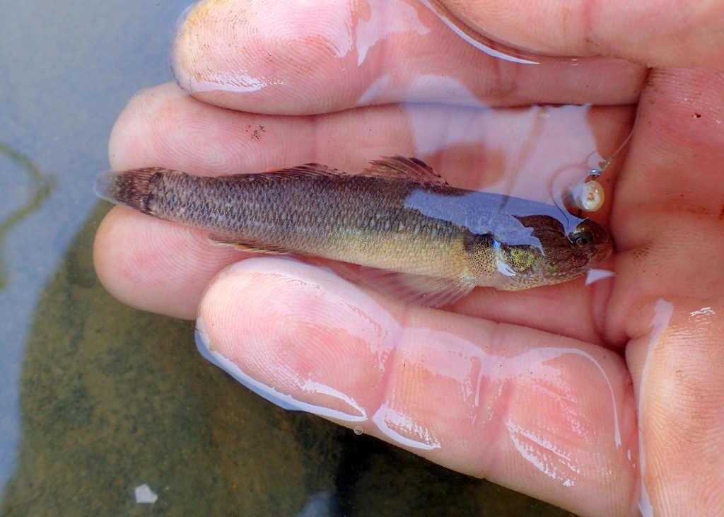 Shimofuri goby from Solano County, CA, USA on April 10, 2017 at 02:40 ...