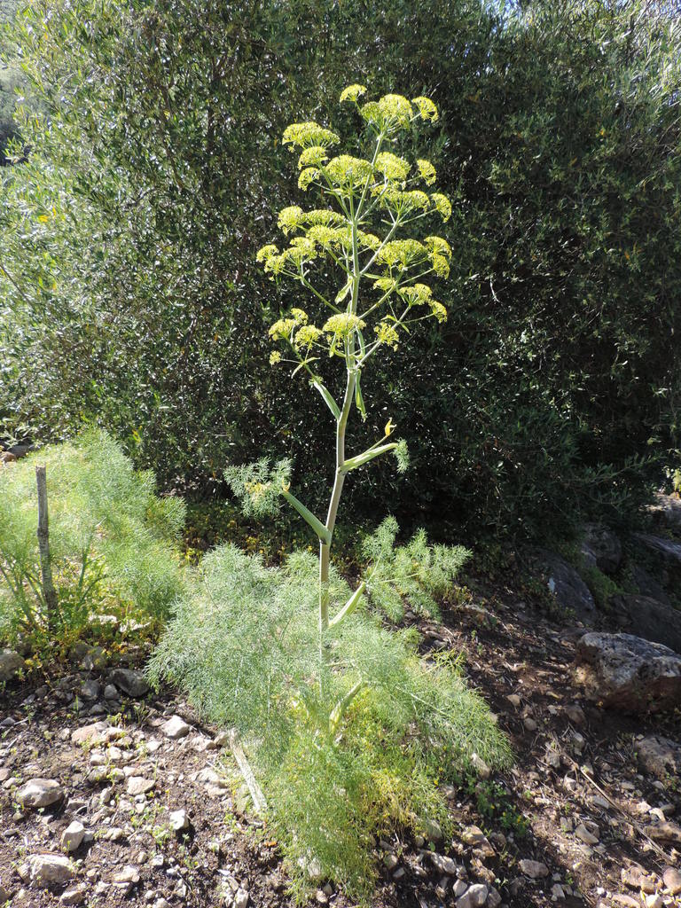 Giant Fennel (Ferula communis) - Botanical Realm