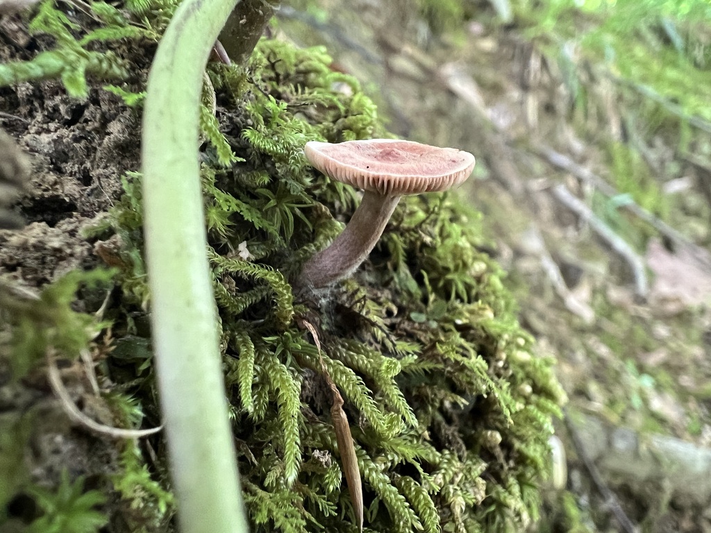 Curry Milkcap from Brown County State Park, Nashville, IN, US on August ...