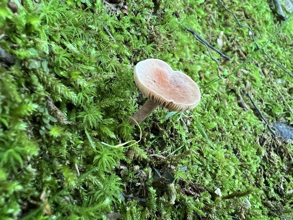 Curry Milkcap from Brown County State Park, Nashville, IN, US on August ...