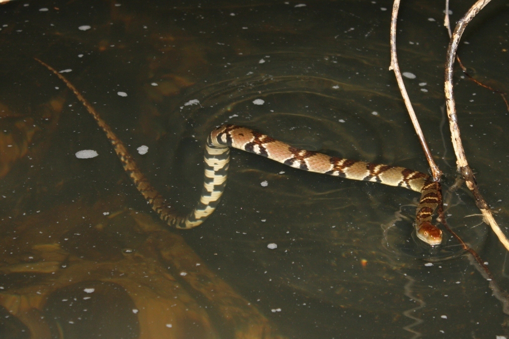 Asiatic Water Snake (Trimerodytes aequifasciatus) - Snakes and Lizards