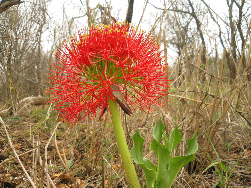 Bloodlily from Zululand DC, South Africa on October 6, 2008 at 10:00 AM ...