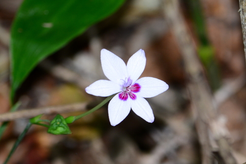 Subespecies Freesia laxa azurea · iNaturalist Mexico