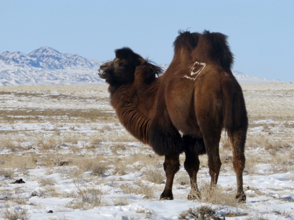 Camels (Camelus) - Know Your Mammals