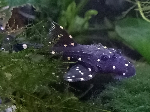 Acary Avion (Acanthicus adonis) · iNaturalist