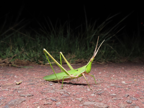 Oriental Longheaded Locust (Acrida cinerea) · iNaturalist