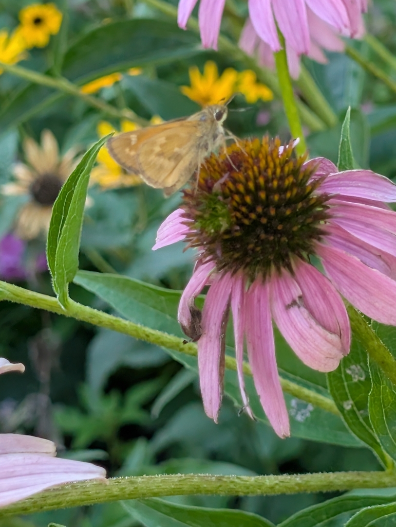Huron Sachem in August 2025 by SB McDowell · iNaturalist
