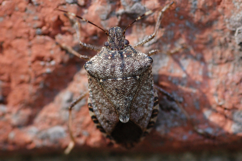 Brown Marmorated Stink Bug from Vandalia, OH, USA on September 23, 2016 ...