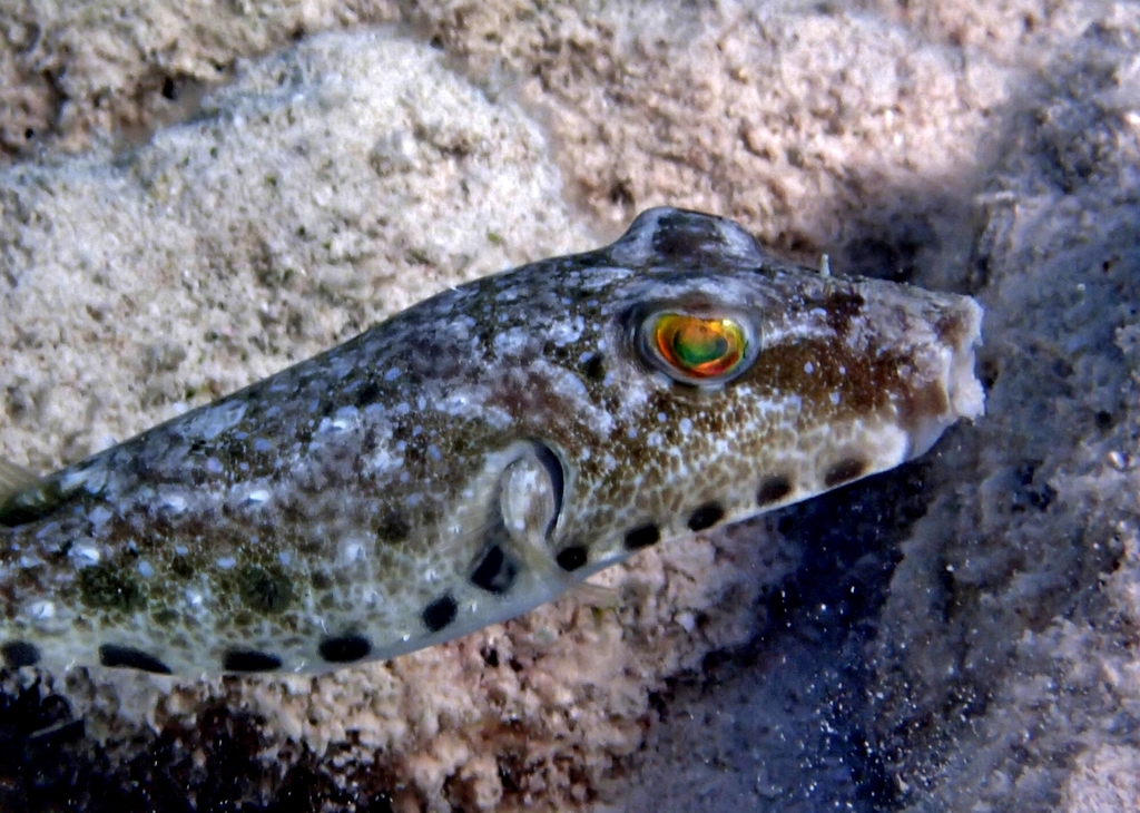 Bandtail Puffer (Sphoeroides spengleri) - Marine Life Identification