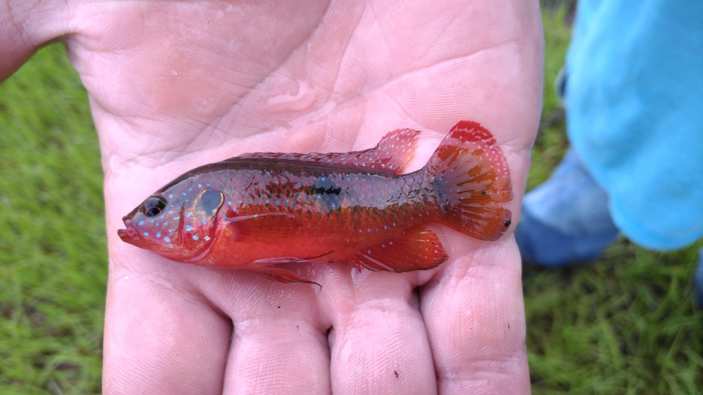 African Jewelfish from Sebastian, FL 32976, USA on August 09, 2018 at ...