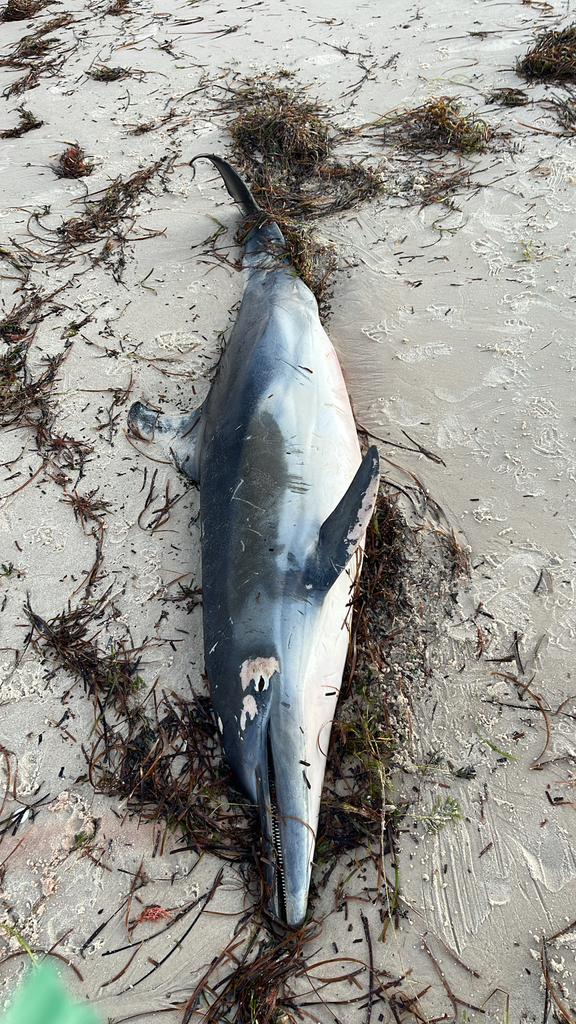 Common Dolphin from Tennyson, SA, AU on June 30, 2025 at 07:26 AM by ...