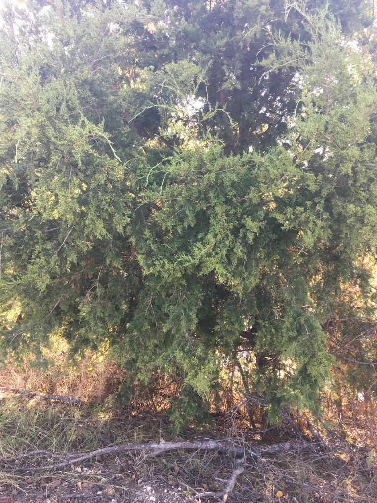 conifers from City Lakes Park, Kaufman, TX, US on November 12, 2016 at ...