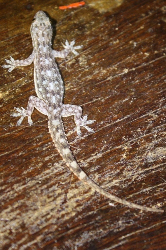 Indo-Pacific House Gecko (Reptiles of Citrus County) · iNaturalist
