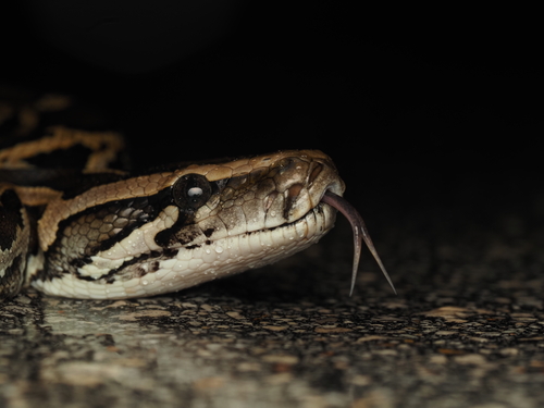 Common Pythons (Python) - Snakes and Lizards