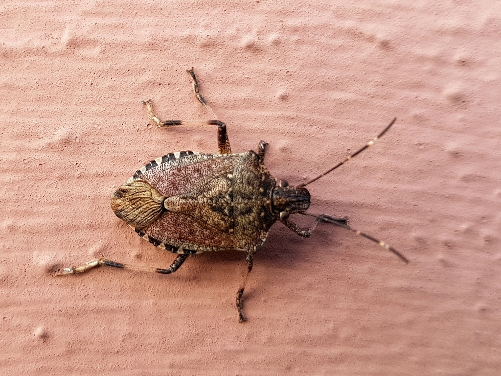Brown Marmorated Stink Bug from Durlach An der Fayence, 76227 Karlsruhe ...