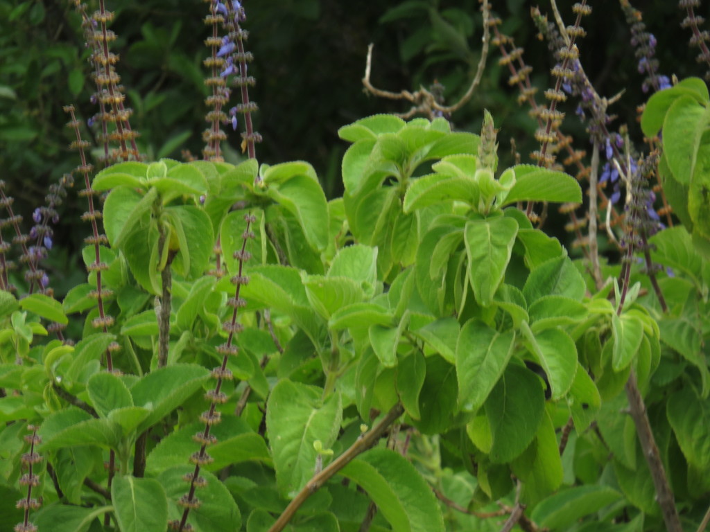 Woolly Plectranthus (Coleus barbatus) - Botanical Realm