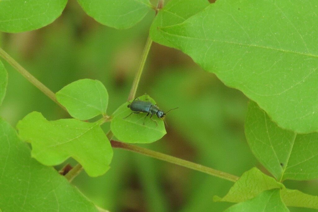Malachius prolongatus in May 2020 by t_natsume · iNaturalist
