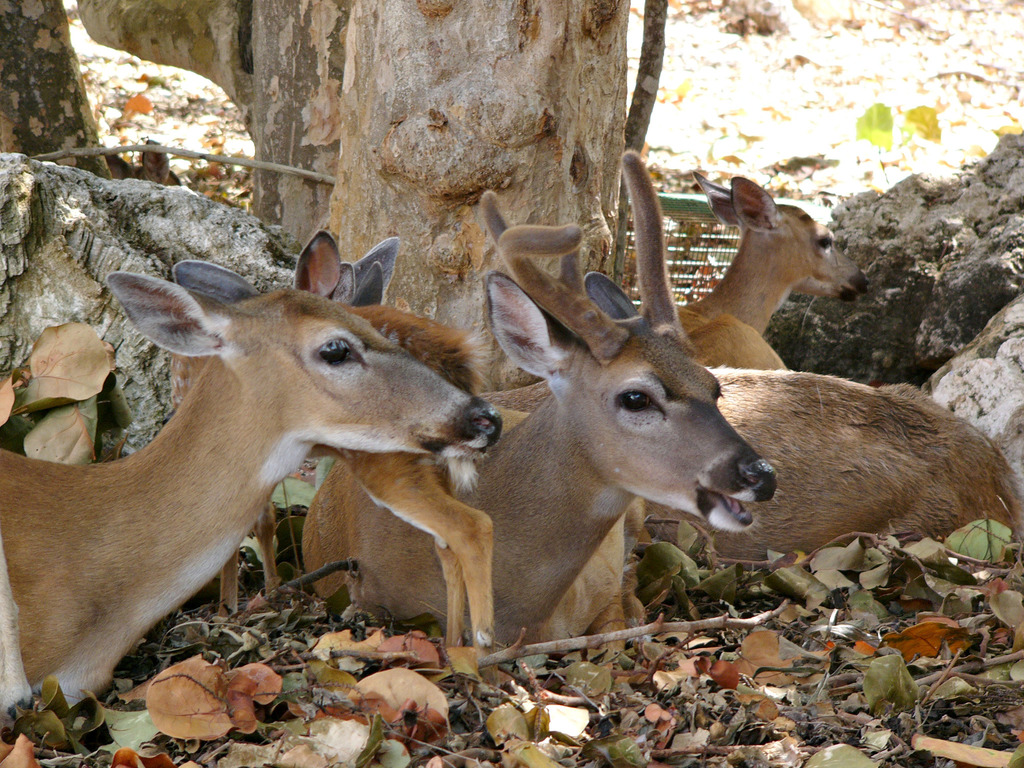 Key Deer (Florida Wildlife) · iNaturalist