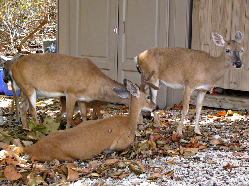 Key Deer (Odocoileus virginianus clavium) - Know Your Mammals