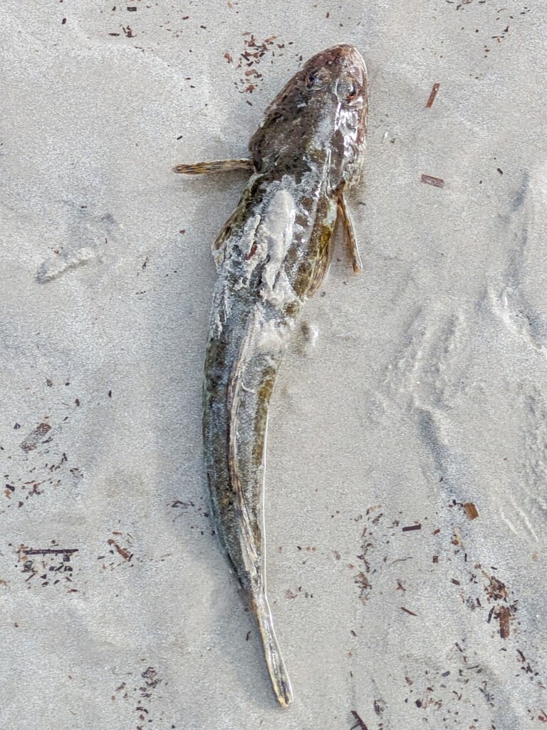 Rock Flathead from Largs Bay SA 5016, Australia on August 10, 2025 at ...