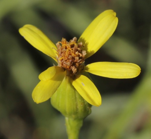 Riddell's ragwort (Senecio riddellii)