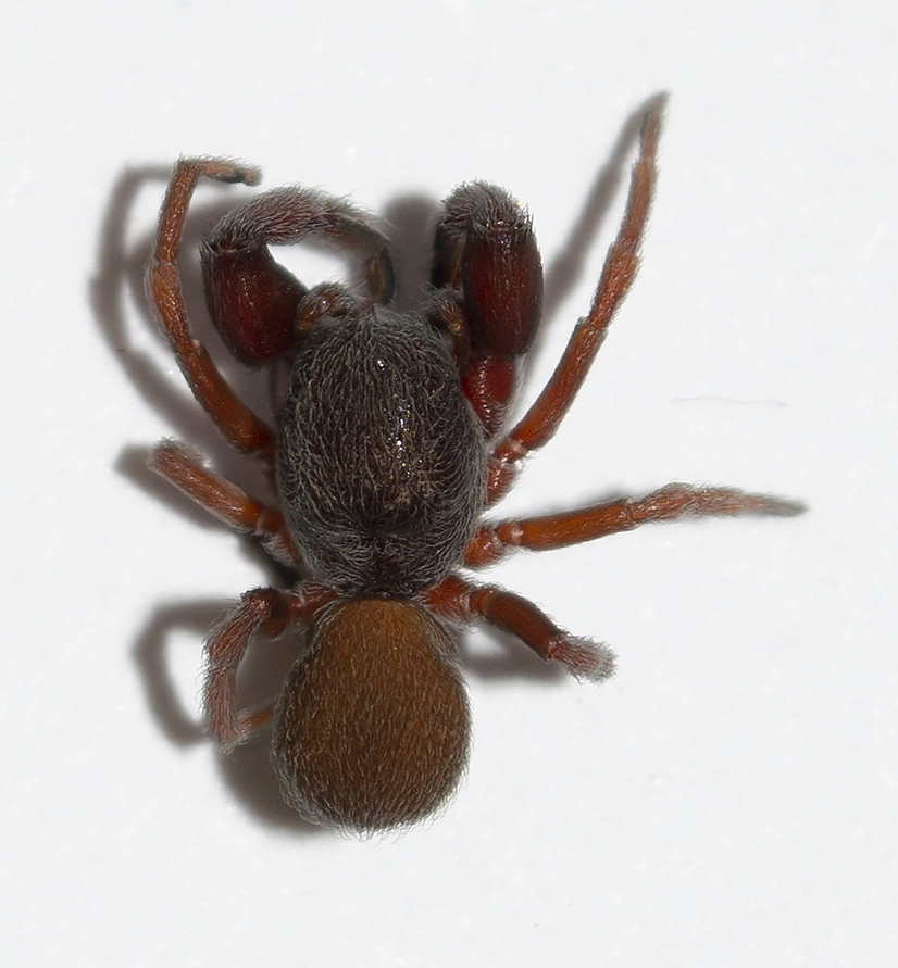 Common Palp-footed Spider from West Greece, Peloponnese, Western Greece ...