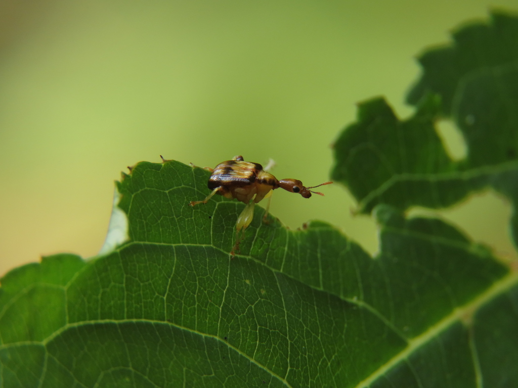 Leptapoderus balteatus in August 2020 by t_natsume · iNaturalist