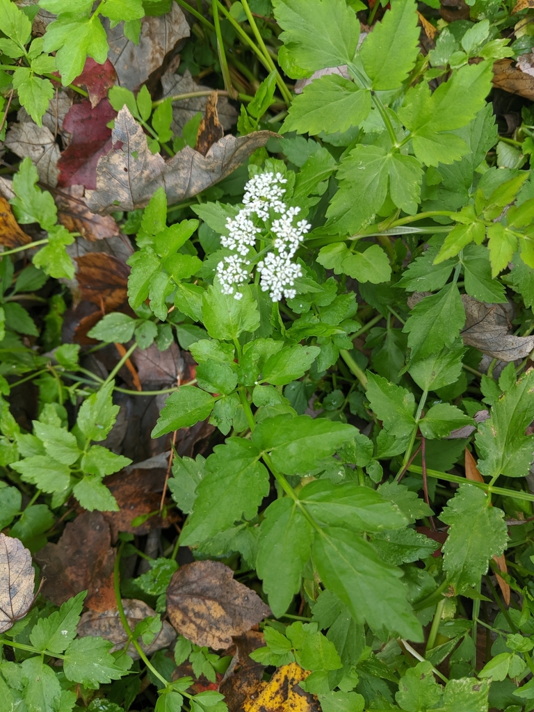 Java water-dropwort from Herndon, VA 20170, USA on October 26, 2019 at ...