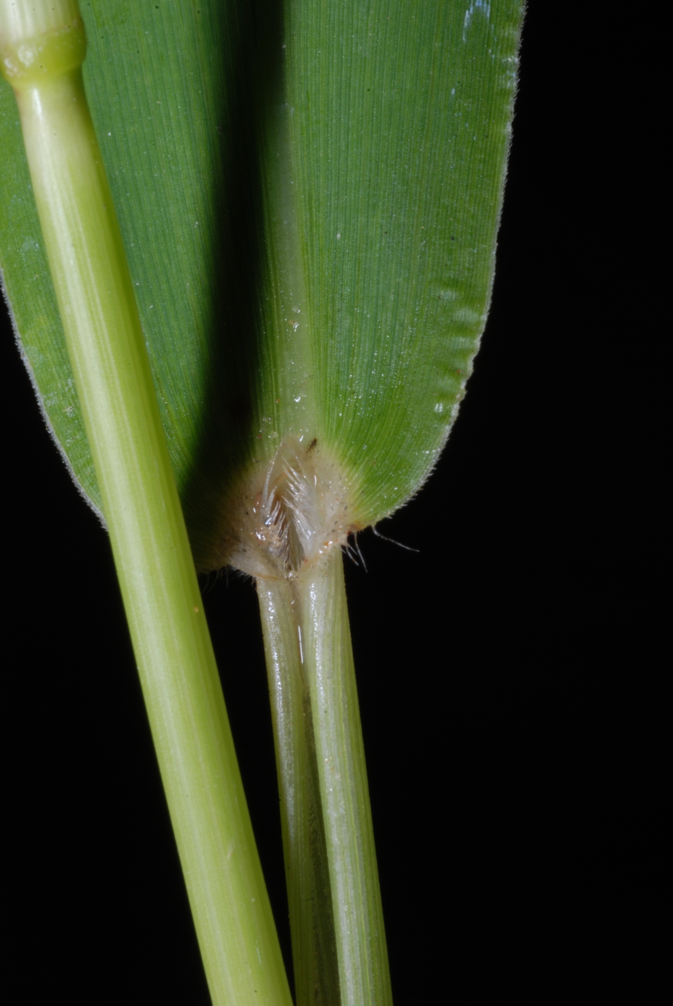 Brachiaria Ramosa Family