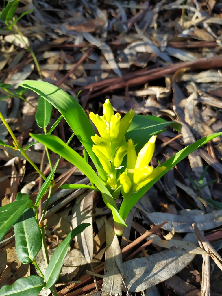 Yellow Soldier Viooltjie from Melville, AU-WA, AU on August 10, 2025 at ...