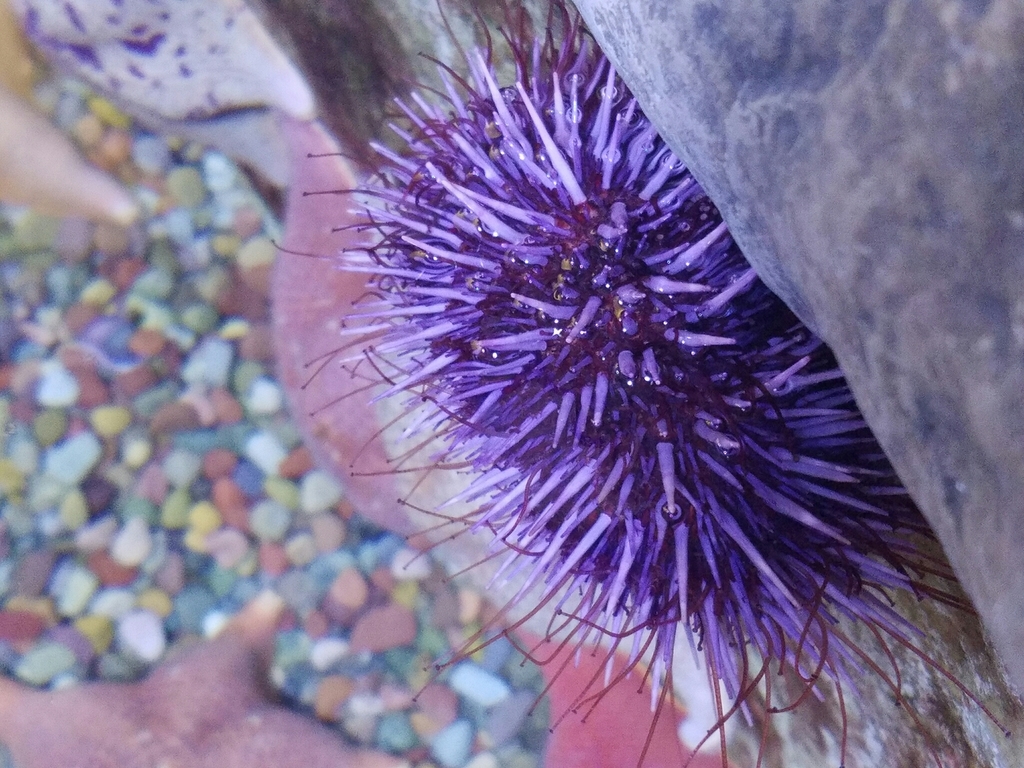 Pacific Purple Sea Urchin (Echinoderms of the North Eastern Pacific ...