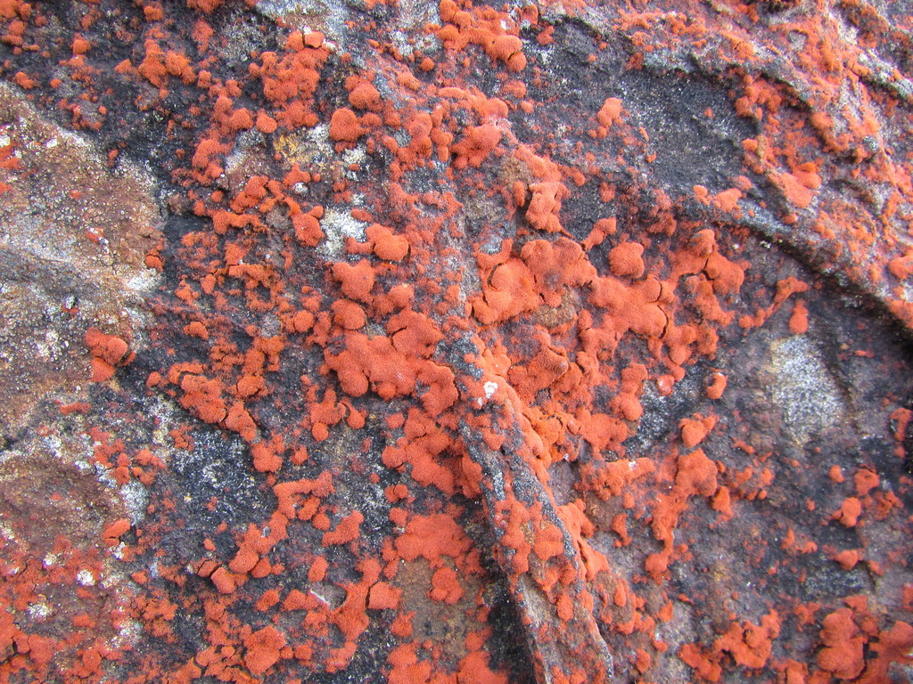 Orange Terrestrial Algae from Parque Ecológico Mataredonda, CU, CO on October 18, 2019 at 11:04 ...