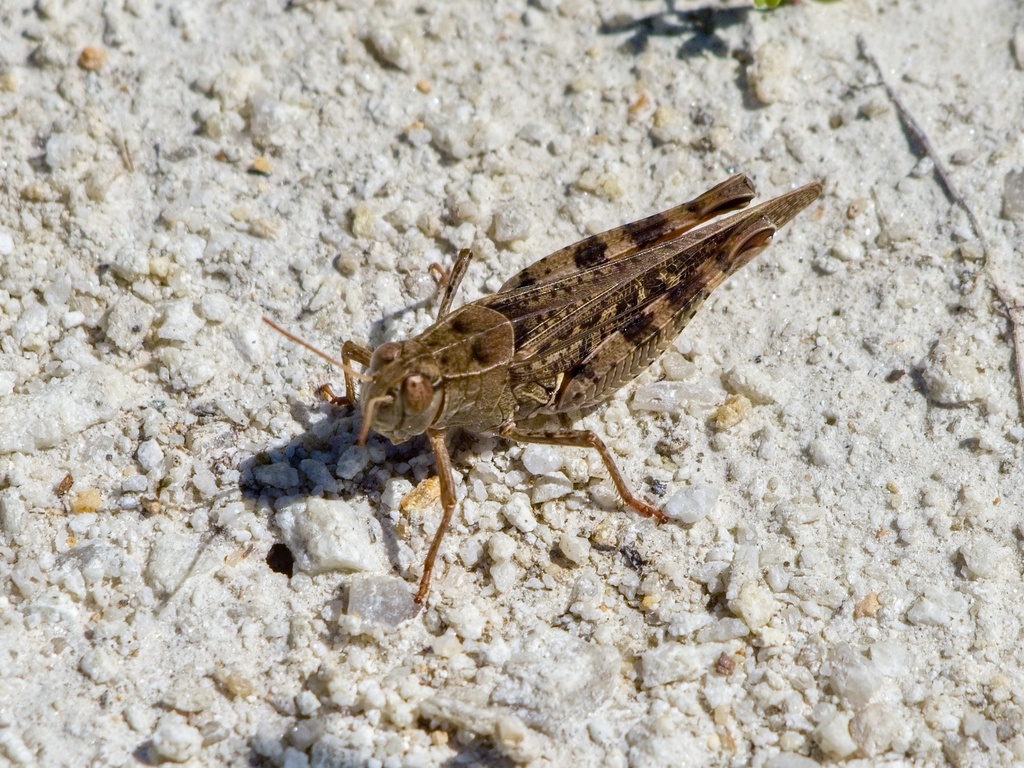 Italian locust from Únanov, Česko on August 8, 2025 at 11:28 AM by Petr ...