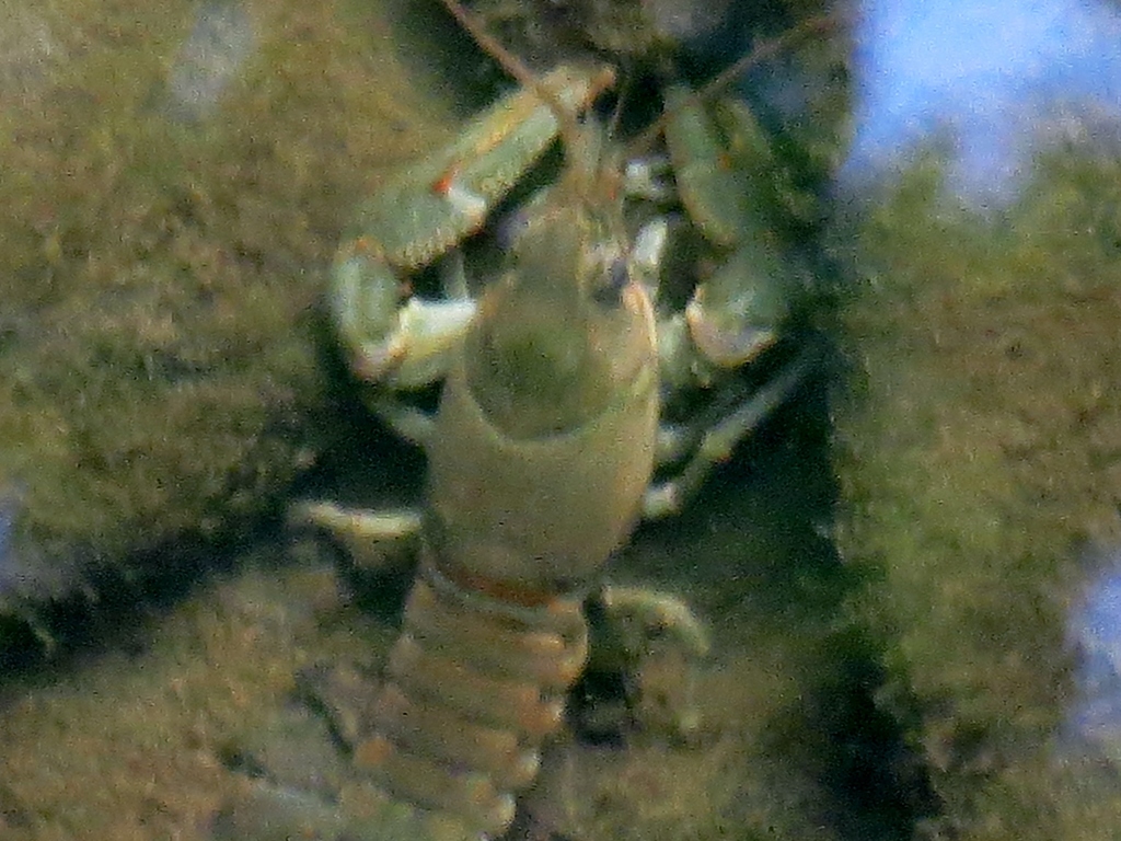 Big Water Crayfish from Martinsville, Bridgewater, NJ, USA on August 1 ...