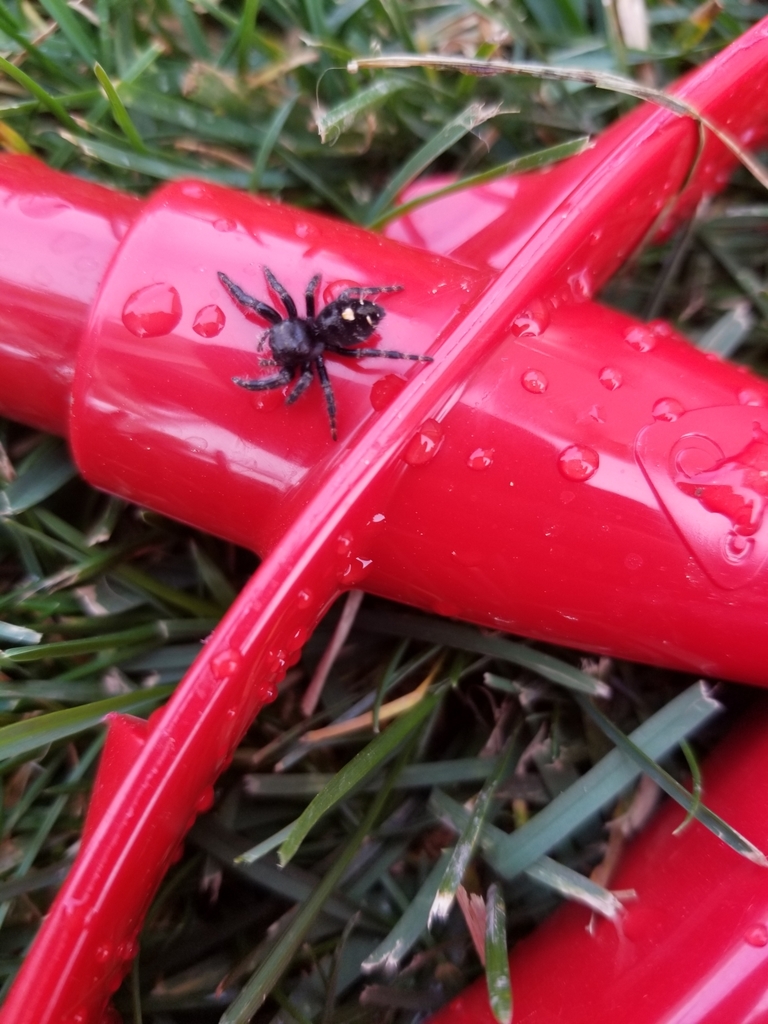 Bold Jumping Spider from Erie County, US-NY, US on October 26, 2019 at ...