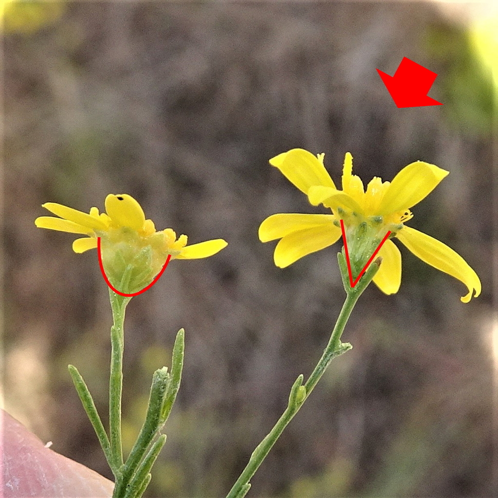 Texas Snakeweed from Erath County, TX, USA on October 26, 2019 at 12:21 ...