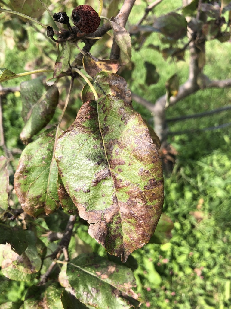 Apple leaf blotch from East River, New York, NY, US on October 26, 2019 ...