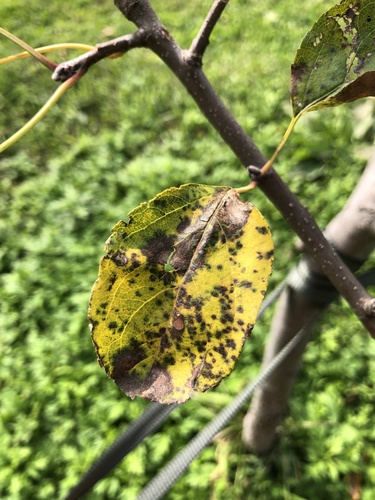 Apple Leaf Blotch (Diplocarpon mali) · iNaturalist