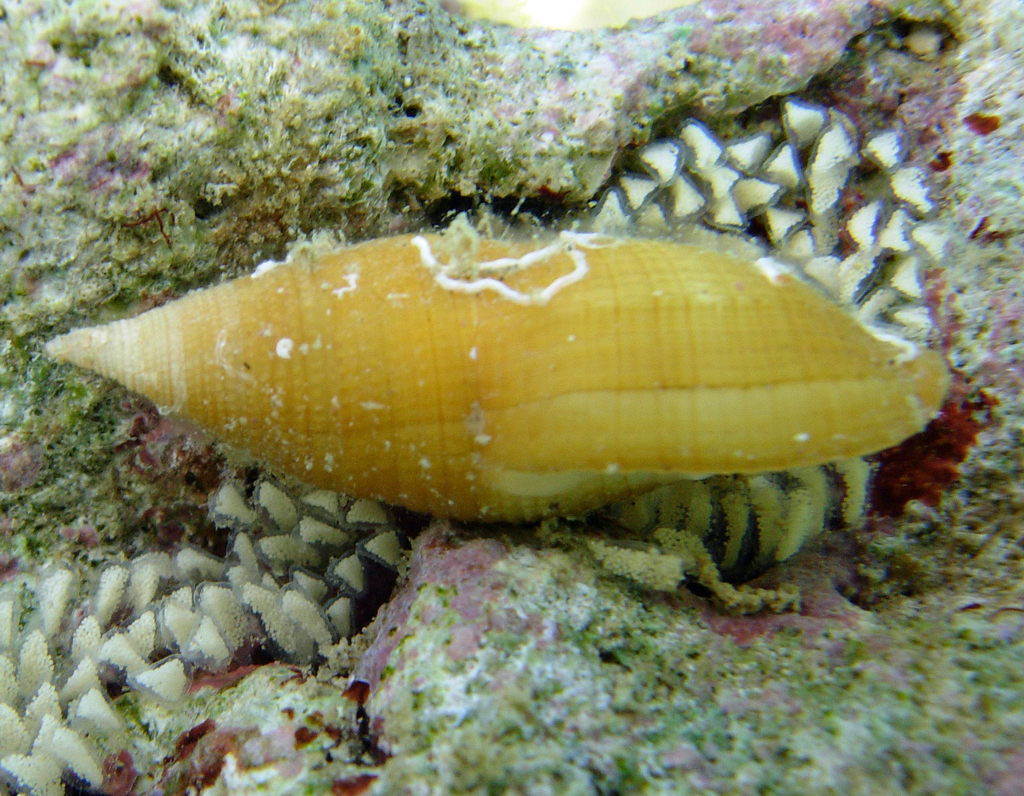 Nebularia pellisserpentis from L'Étang-Salé, RE-PL, RE on October 11 ...