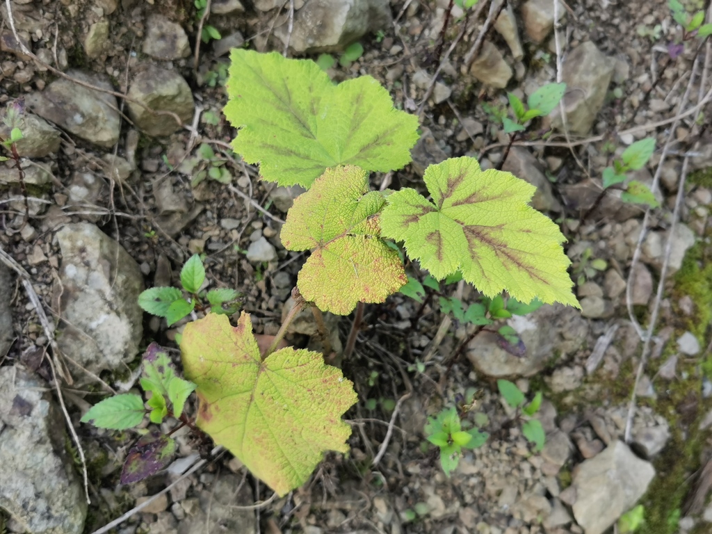 Giant bramble from Hell-Bourg, Réunion on September 22, 2019 at 05:02 ...