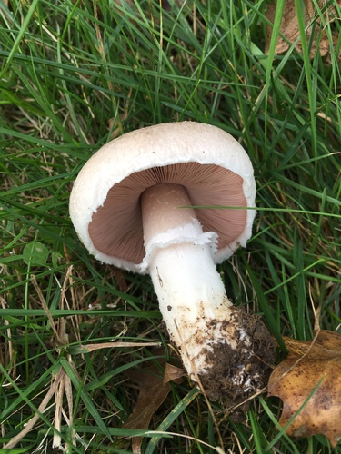 Agaricus andrewii · iNaturalist