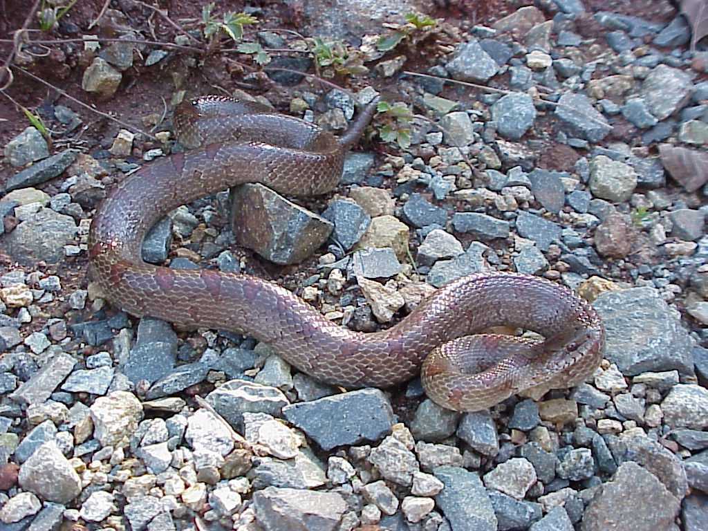 Mole Kingsnake from Mecklenburg County, NC, USA on October 3, 2001 by J ...