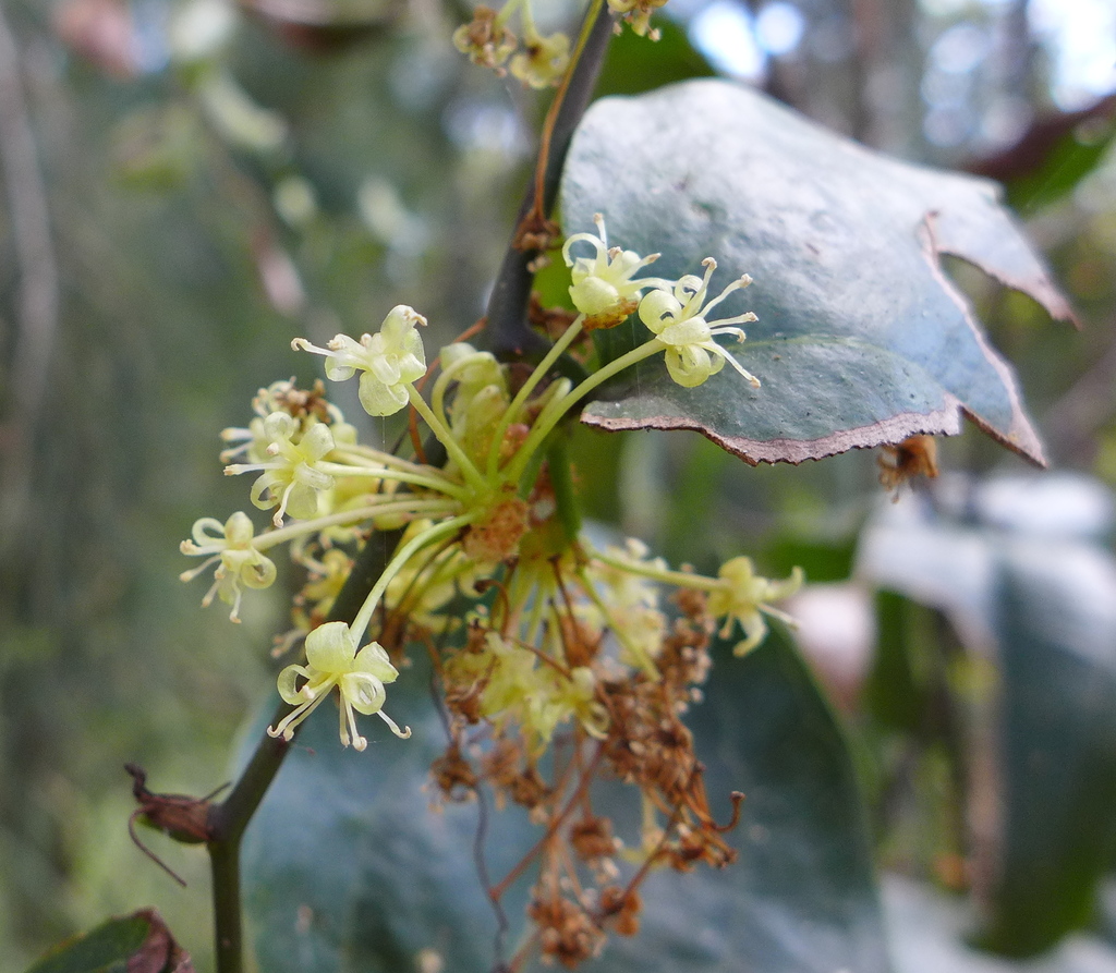 Austral Sarsaparilla (Smilax australis) - Botanical Realm