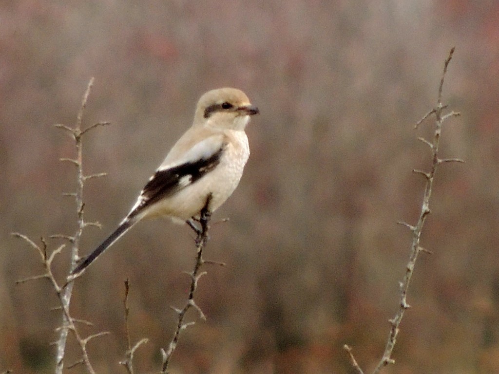 Northern Shrike (Birds of Rosewood Nature Study Area) · iNaturalist
